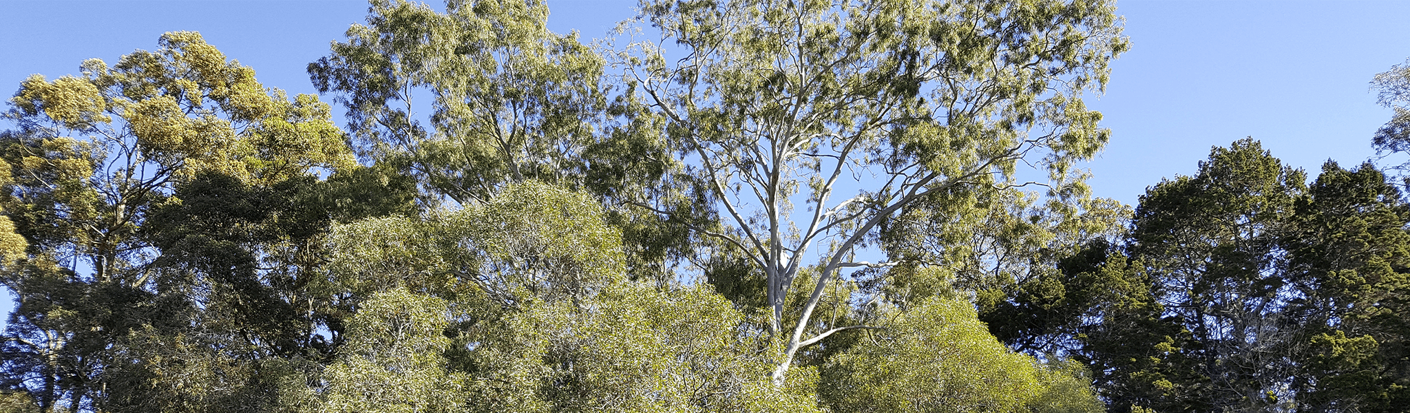 Kin Kora State School